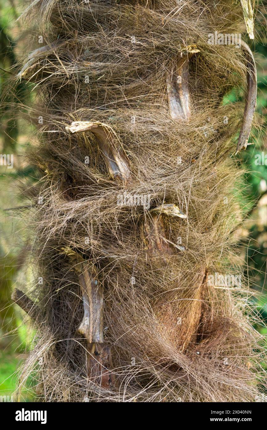 Fluffy palm tree trunk, close-up. Plants and trees in the botanical ...