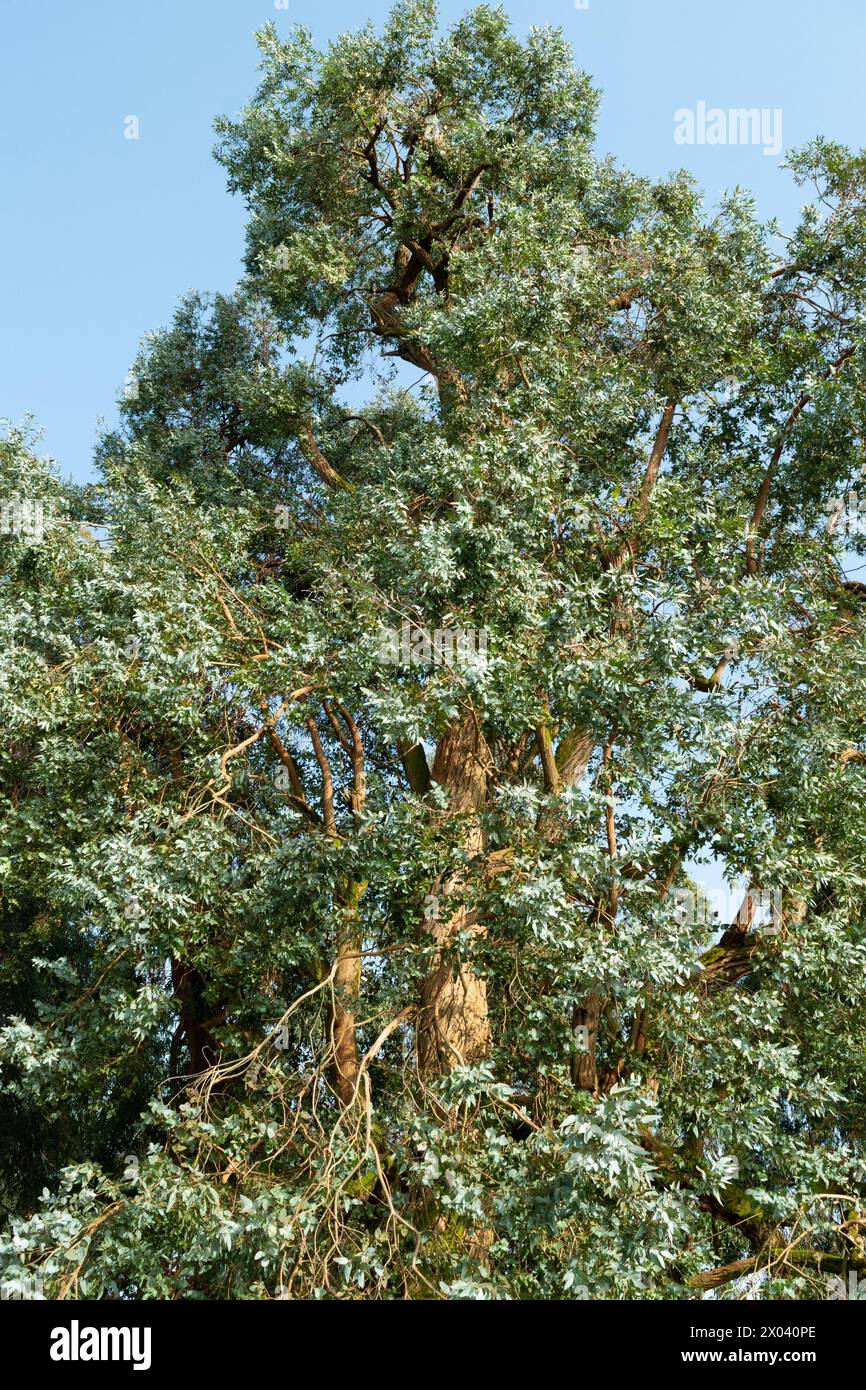 Tall eucalyptus tree in a botanical garden. Plants and trees. Nature ...