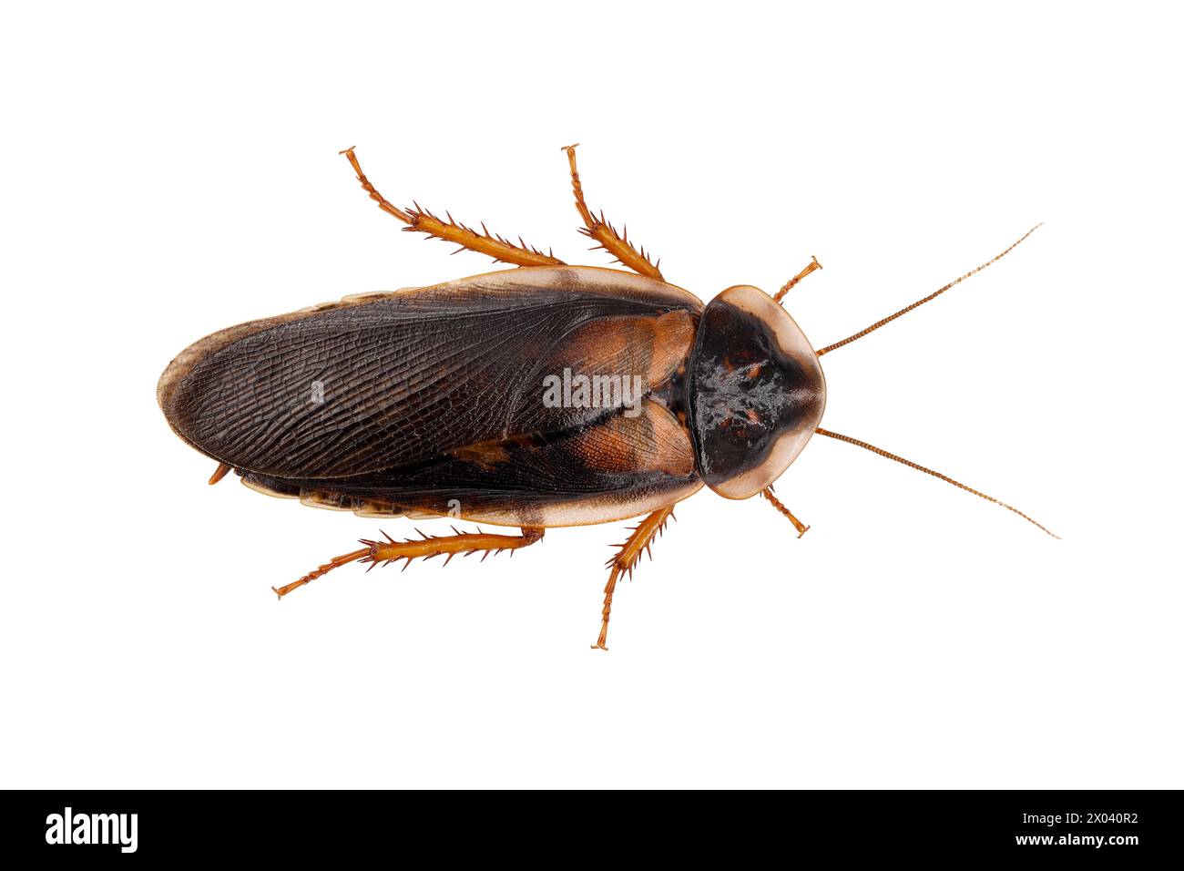 Argentinian wood roach, Blaptica dubia, male cockroaches isolated on ...