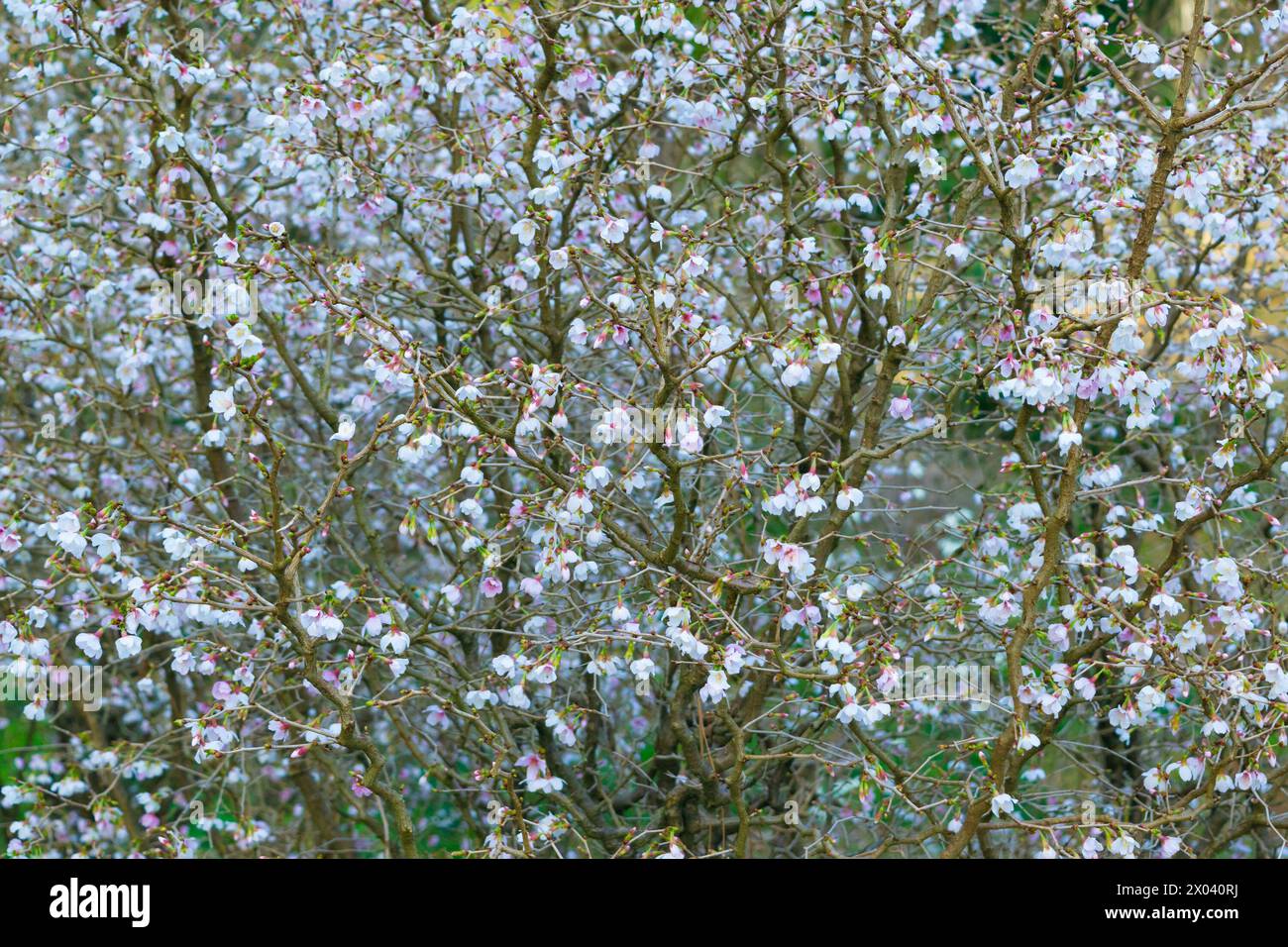 Prunus incisa, the Fuji cherry. Beautiful flower tree in a botanical ...