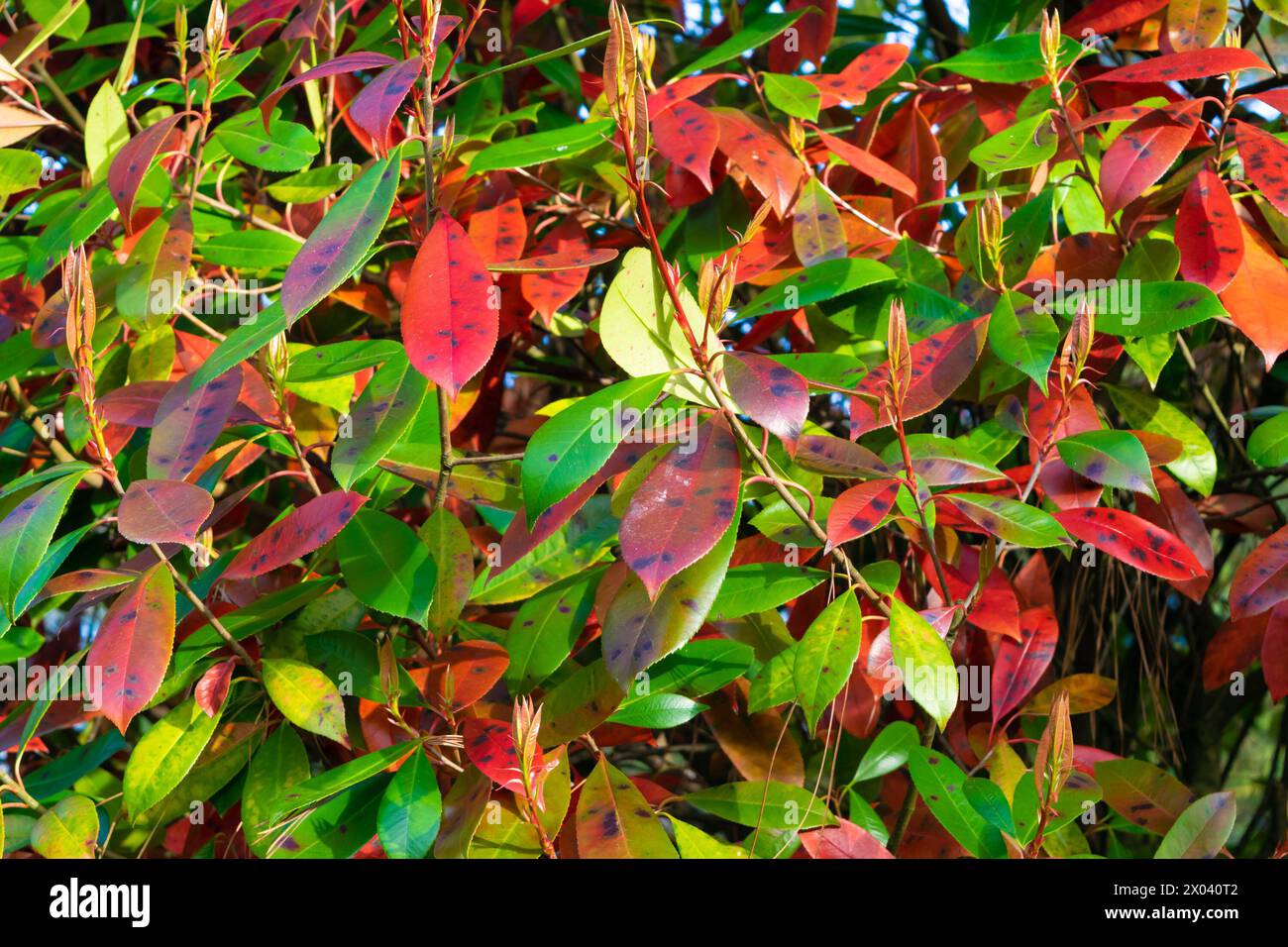 The ravaging of red tip photinia. Red-green multi-colored leaves. Leafy ...