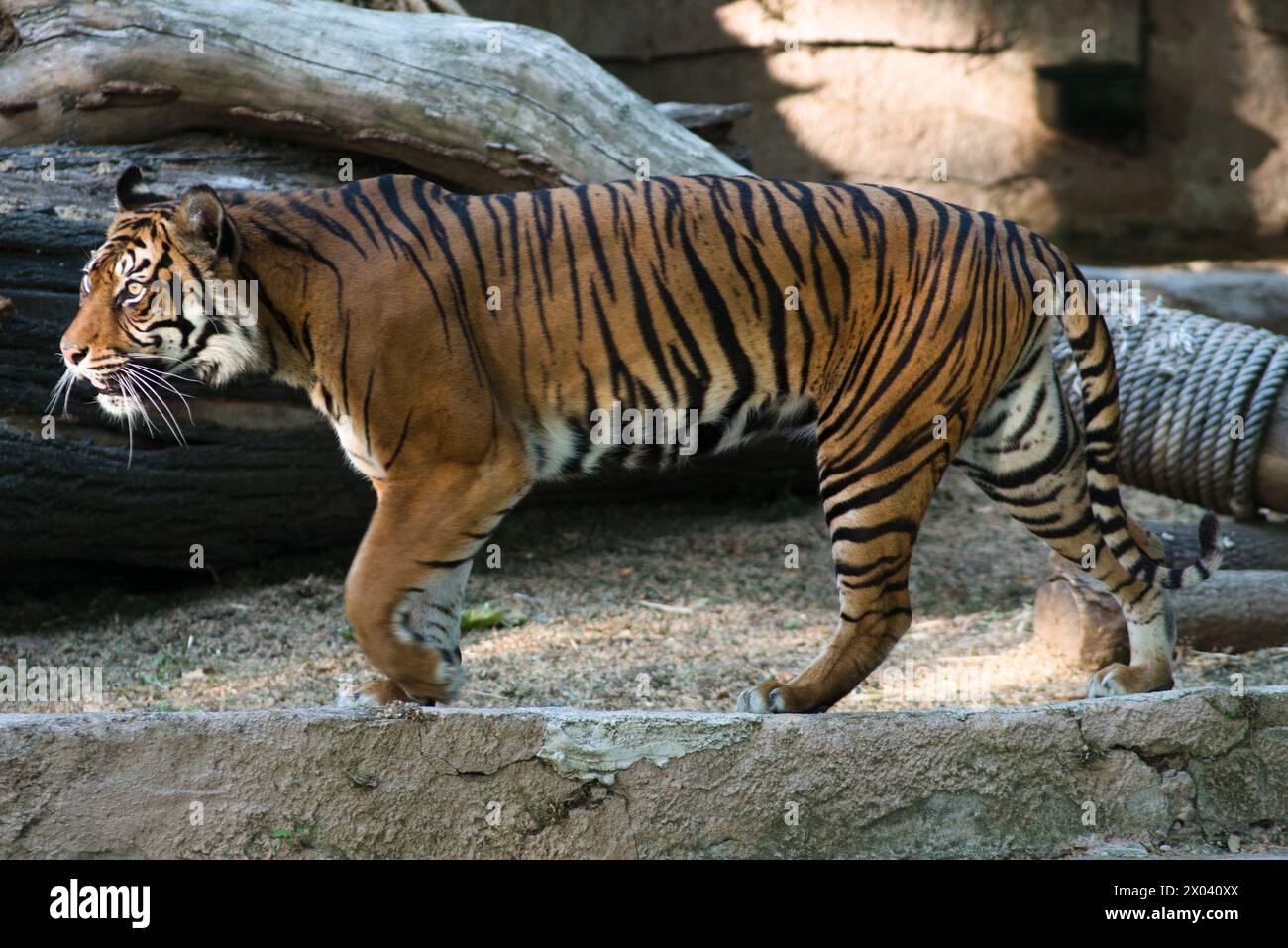 Tiger prowls enclosure at barcelona zoo hi-res stock photography and ...