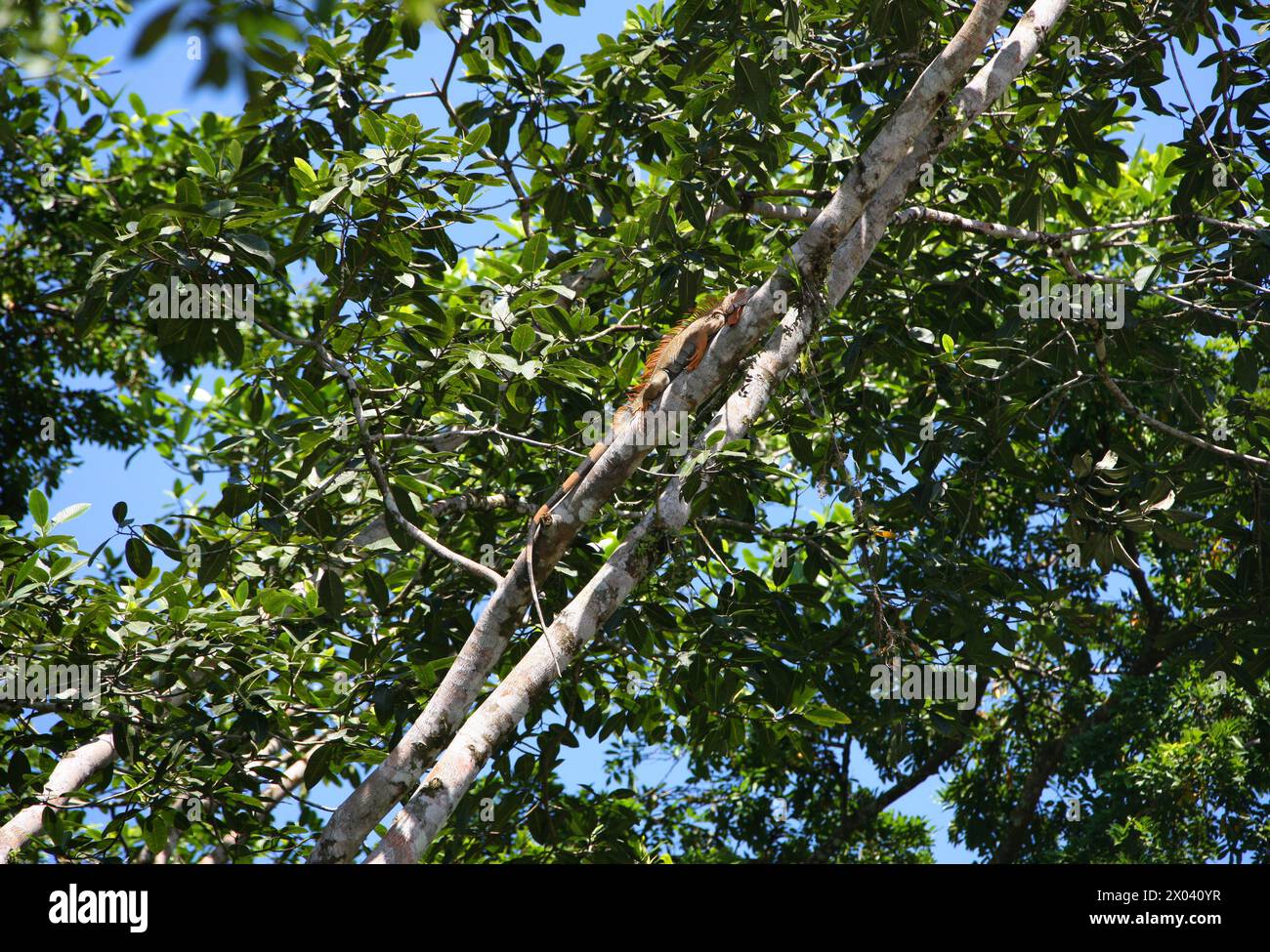 Green iguana, Iguana iguana, sitting in a tree over a river. Tortuguero ...