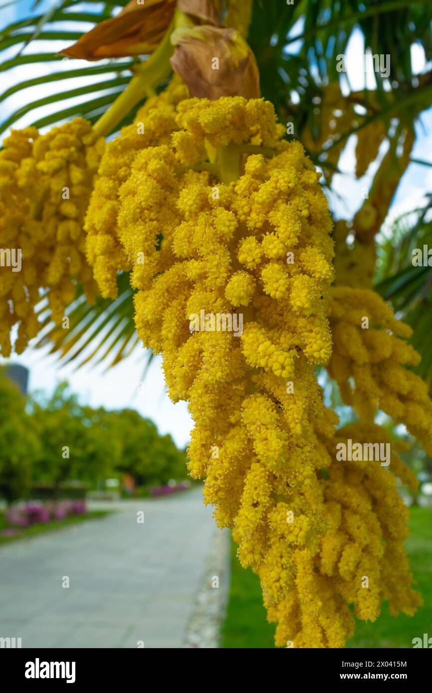 Yellow palm flowers, close-up. Spring bloom. Plants and trees. Nature ...