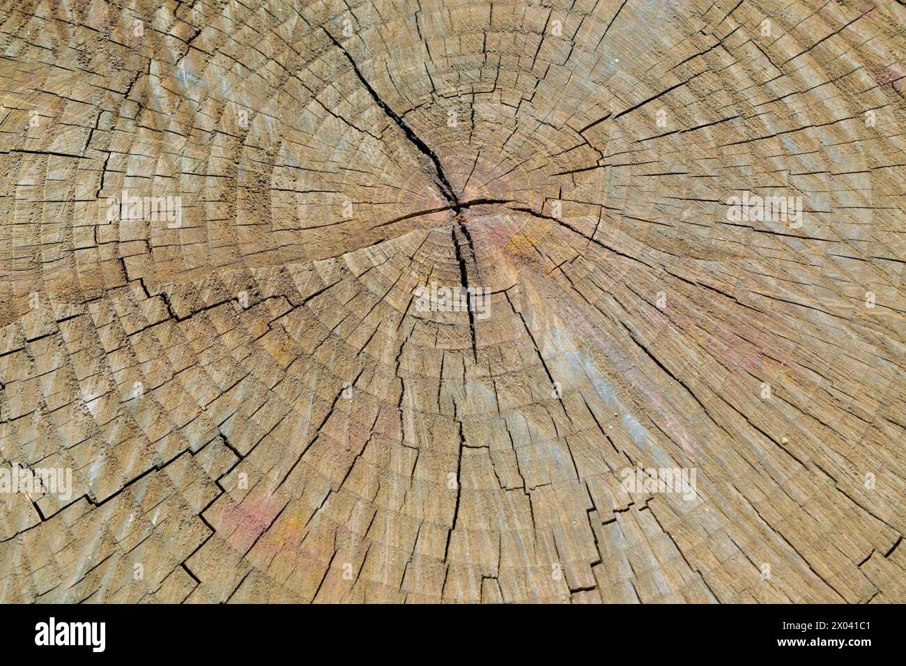 Tree stump texture, close-up plan. Sawn wood. Tree rings. Natural ...