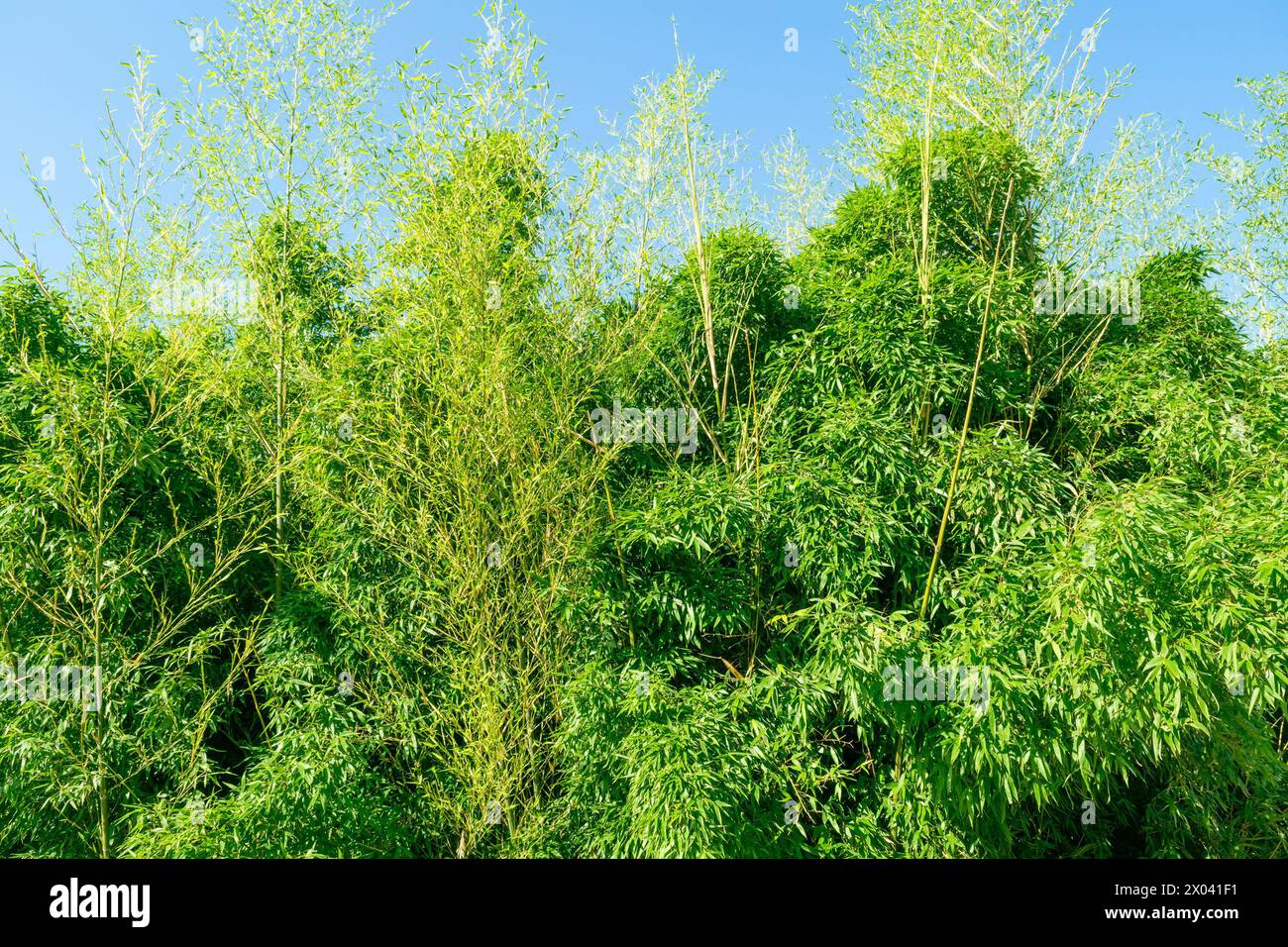 Bamboo trees growing lush hi-res stock photography and images - Alamy
