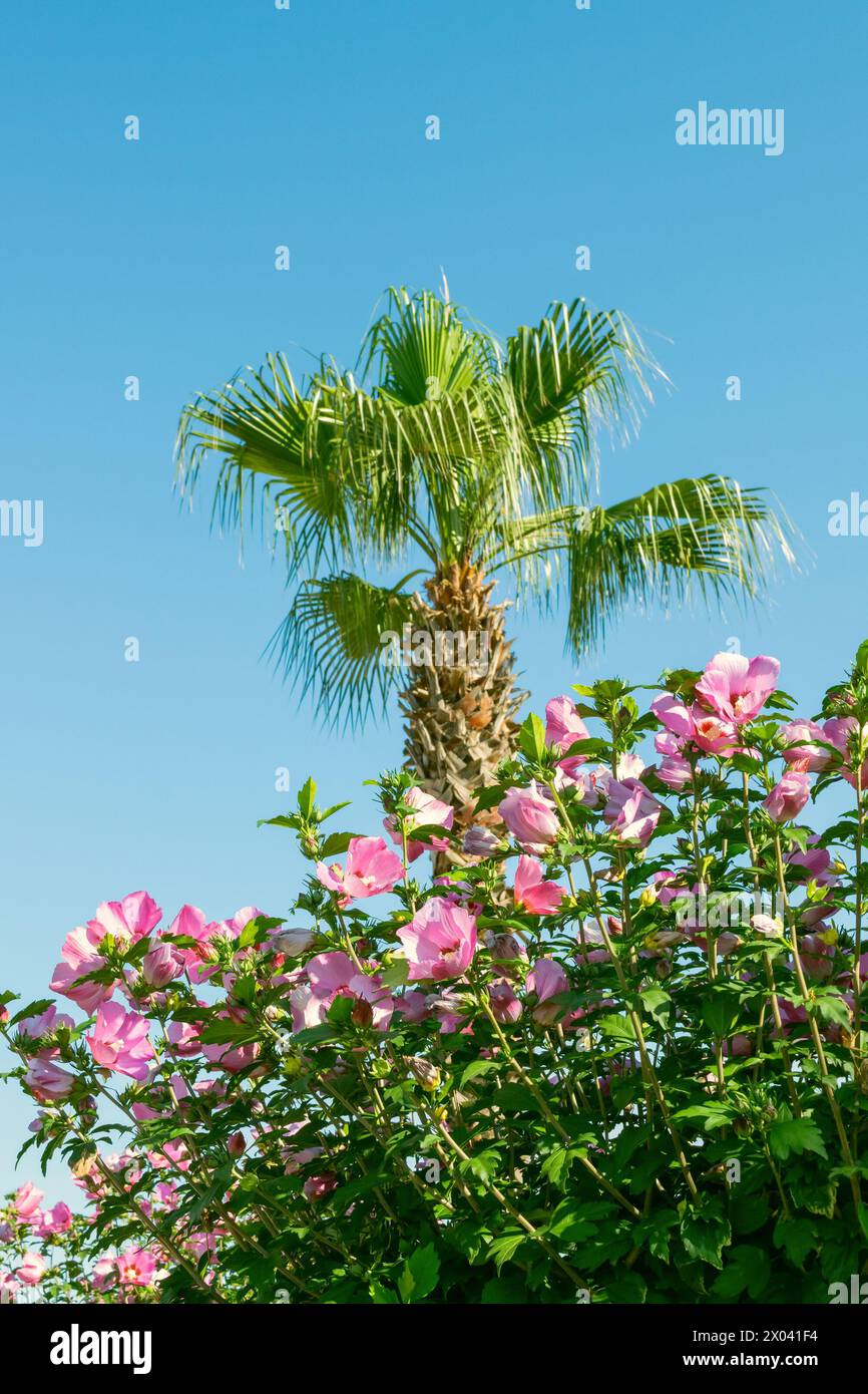 Hibiscus syriacus and palm trees in the park. Floral summer landscape ...