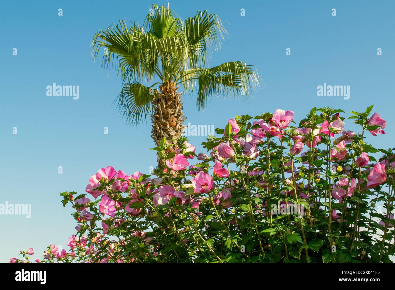 Hibiscus syriacus and palm trees in the park. Floral summer landscape ...