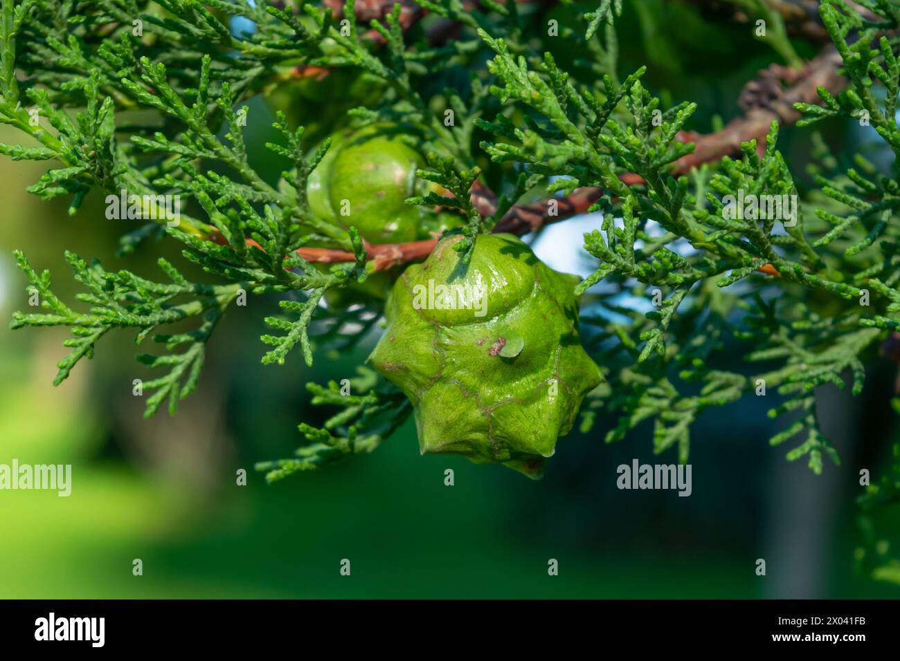 Cypress cone hi-res stock photography and images - Alamy