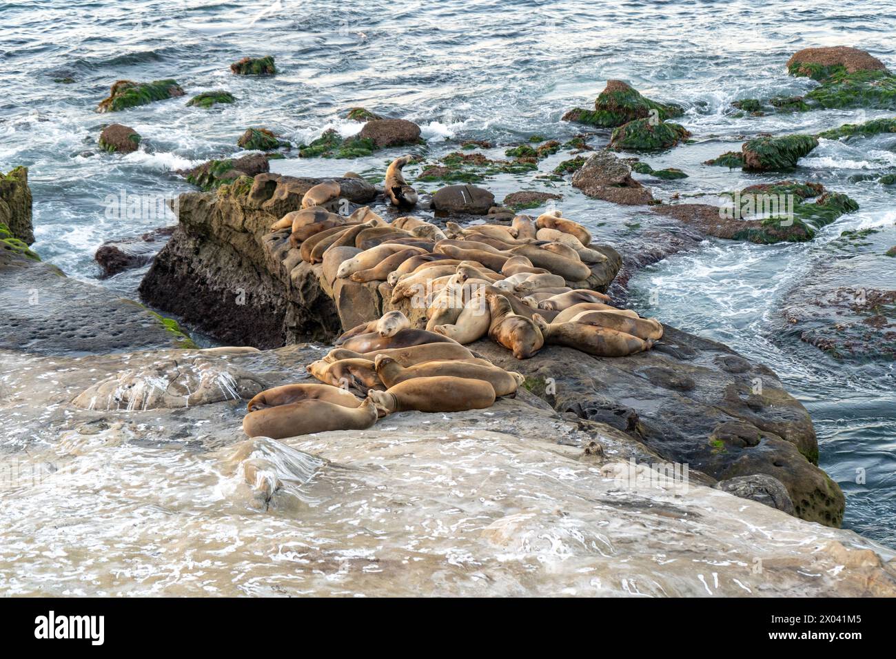 Group seals resting on rocky hi-res stock photography and images - Alamy