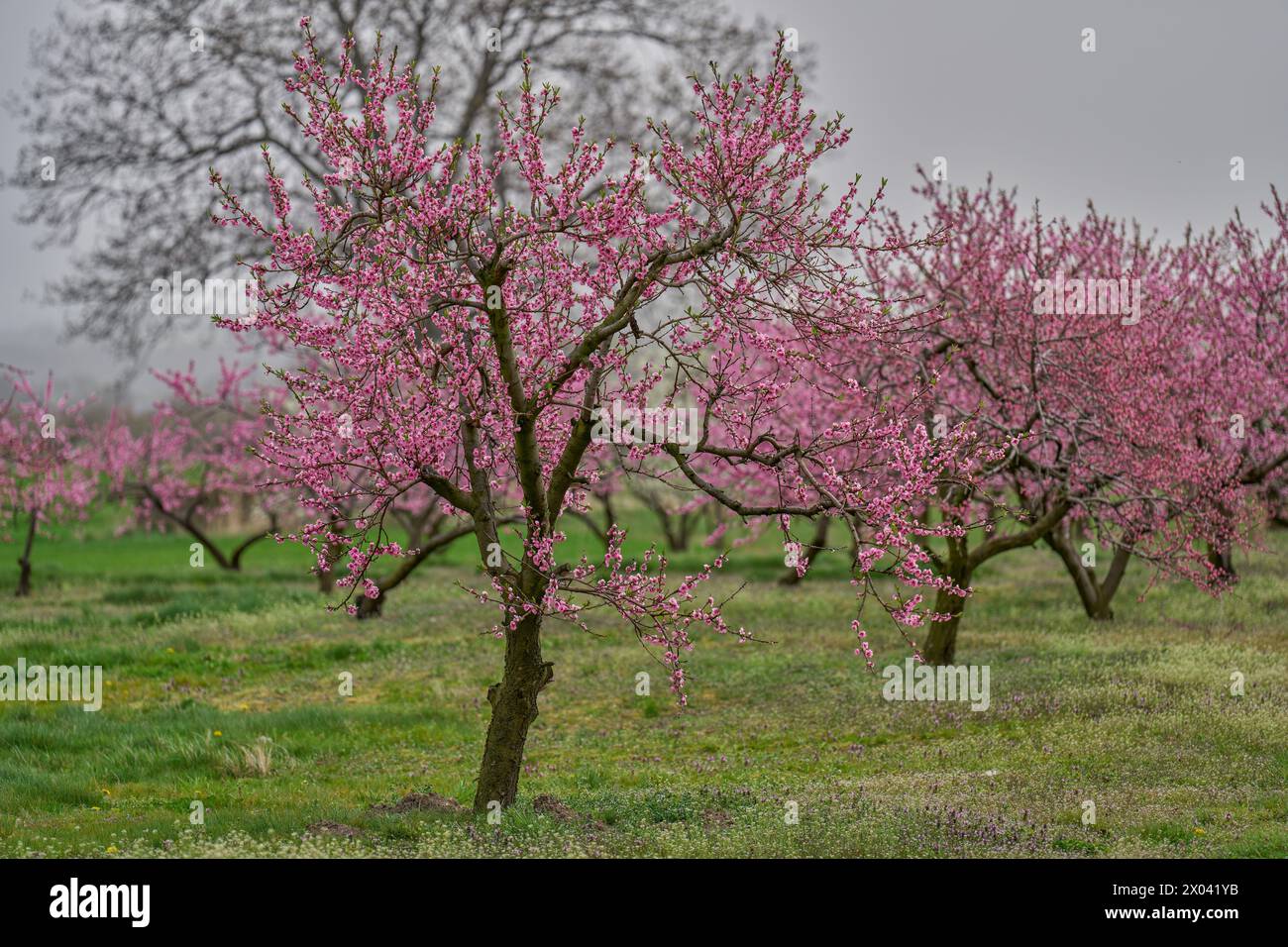 Peach trees in full bloom peach lush blossom Stock Photo - Alamy