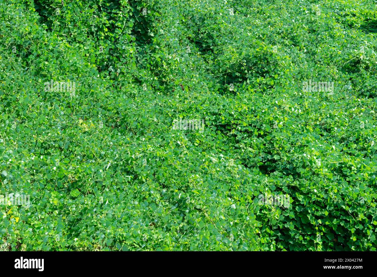 Green thickets of kudzu. Green plant background. Natural landscape ...