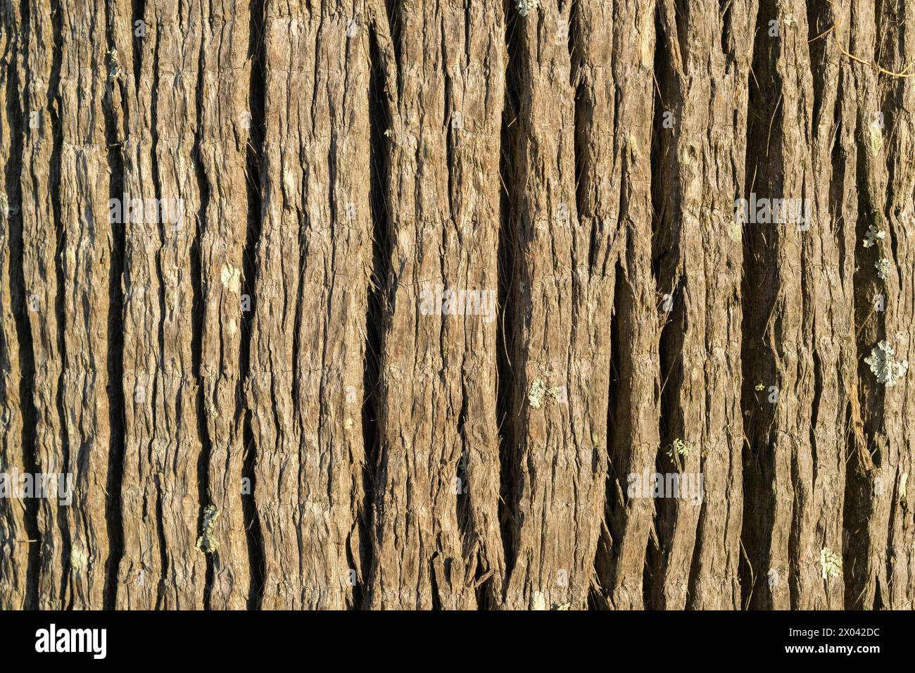 Skin roughness hi-res stock photography and images - Alamy