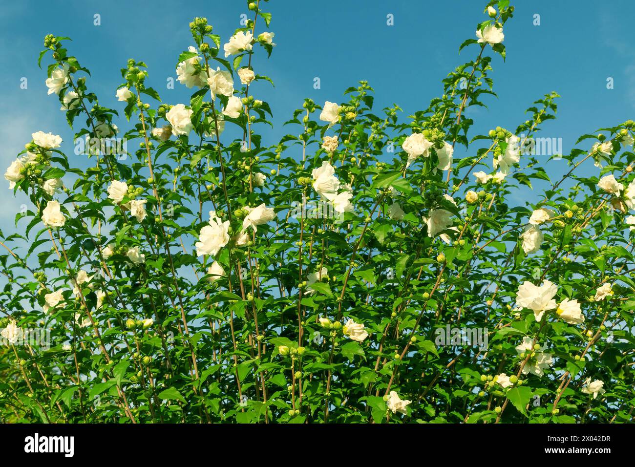 Beautiful white flowers. Hibiscus syriacus, the rose of Sharon, Syrian ...
