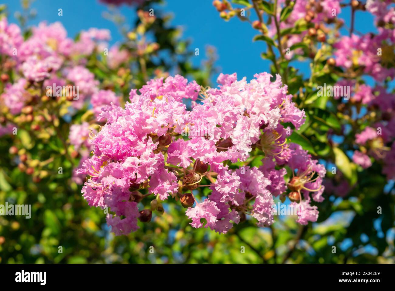 Crape myrtle (lagerstroemia indica) hi-res stock photography and images ...