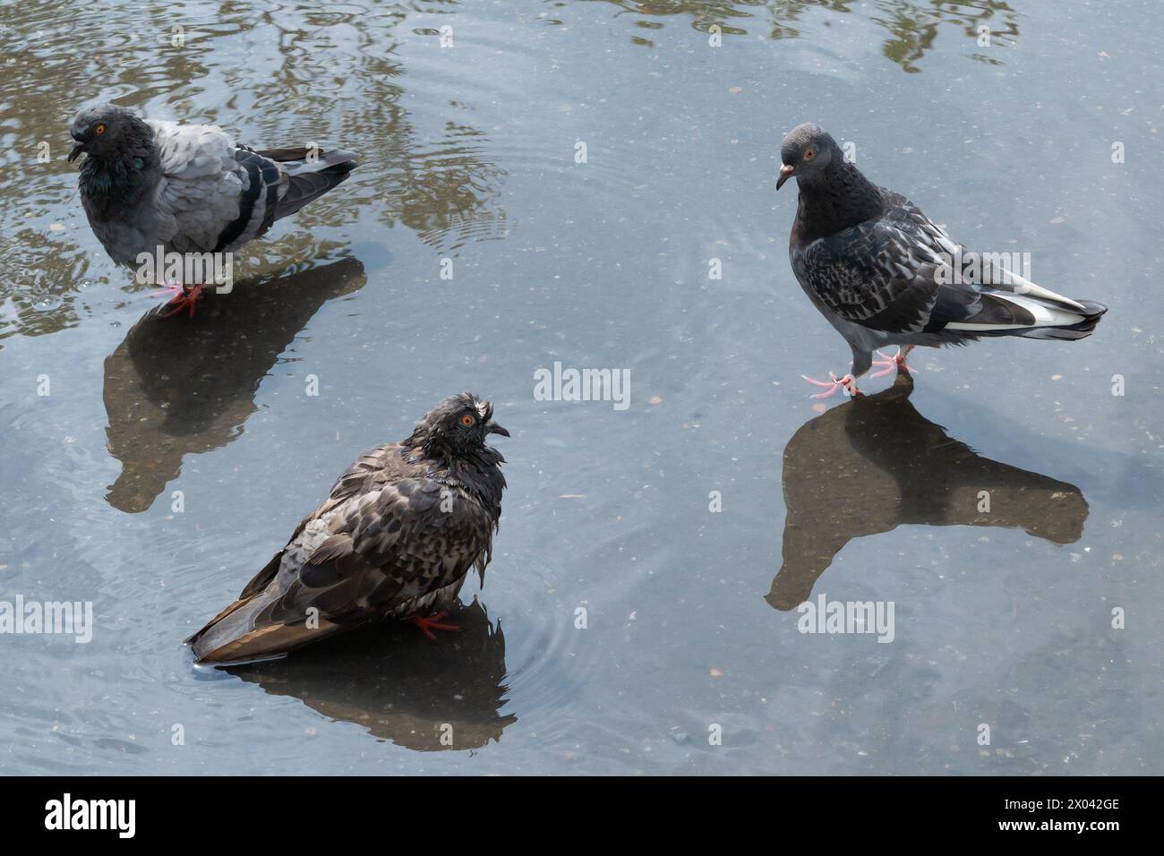 Pigeons in a puddle. Birds in an urban environment. Animals Stock Photo ...