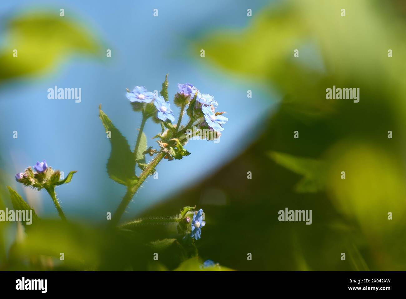 Deep blue flowers of the green alkanet or evergreen bugloss or alkanet ...