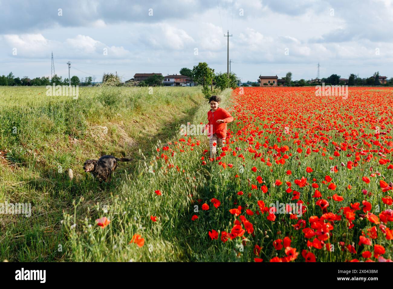 wide angle view of girl in red clothes and grey dog running together in ...