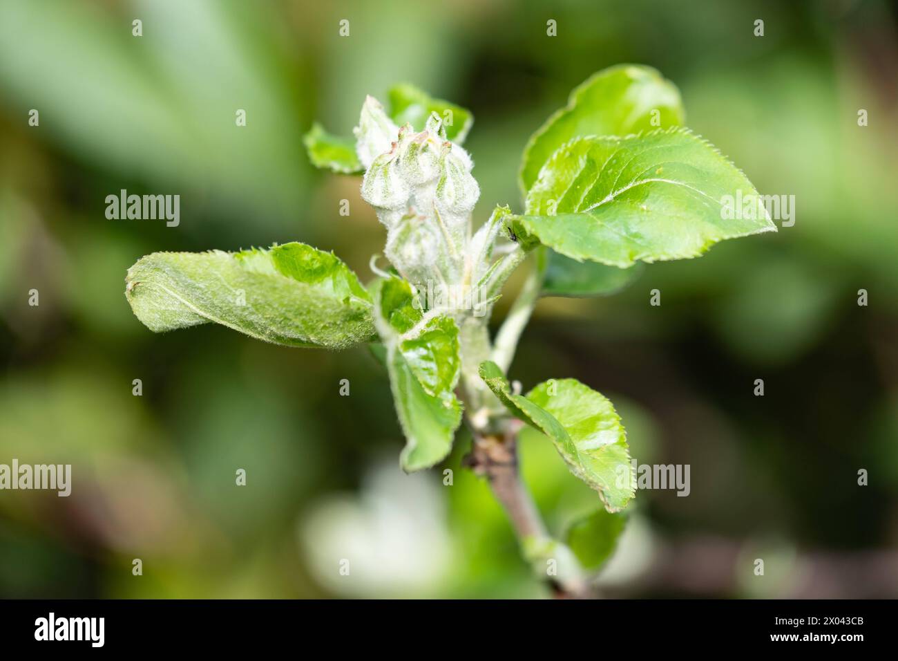 Triebe und Blueten an einem Apfelbaum in Aachen am 6. April 2024 ...