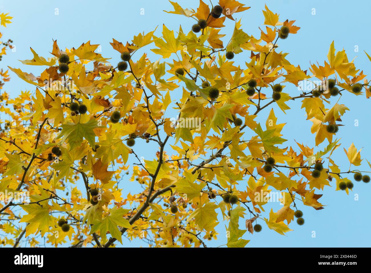 Platanus. Autumn tree with yellow leaves against a blue sky. Plants and ...