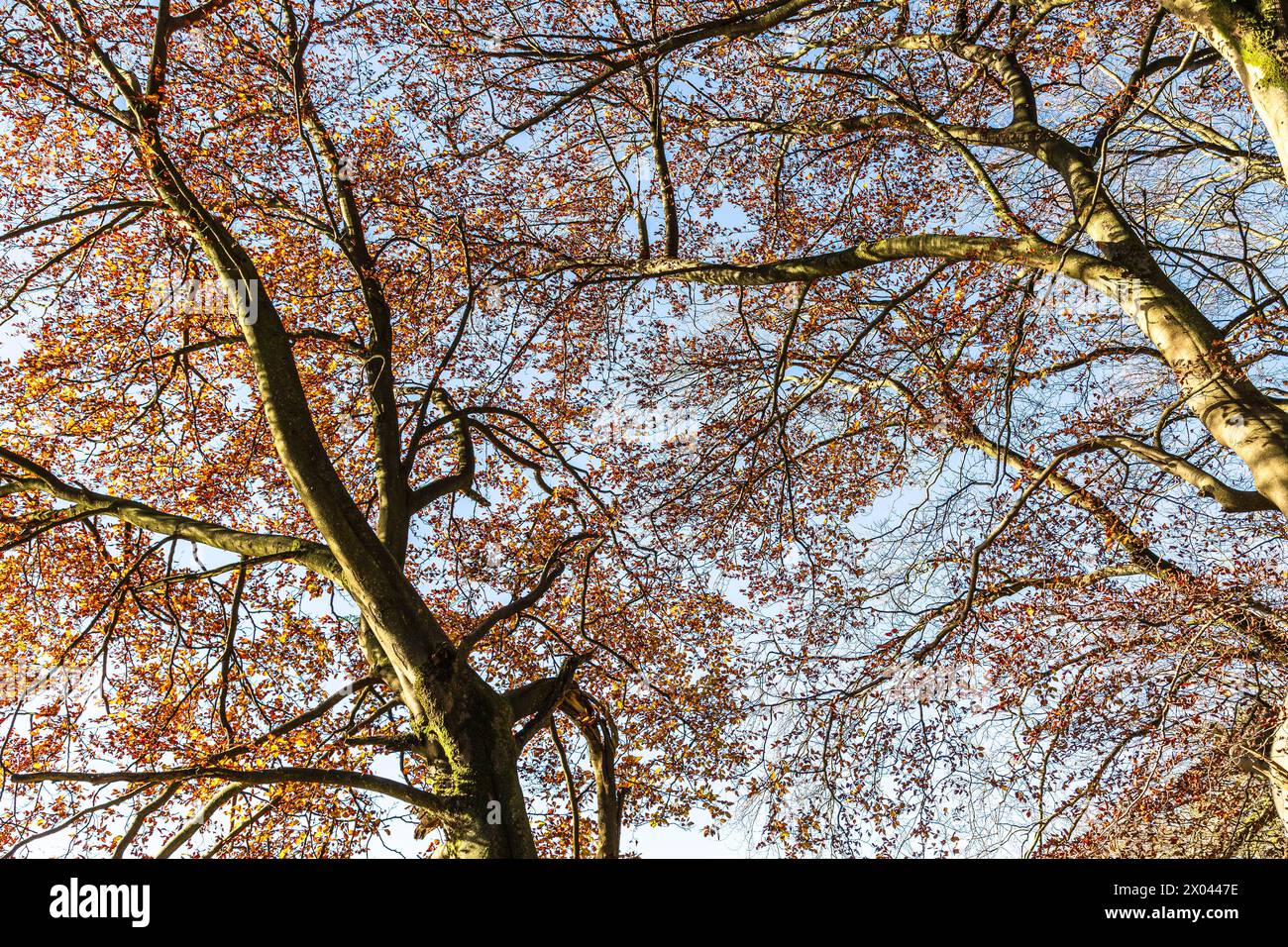 Canopy of deciduous trees hi-res stock photography and images - Alamy