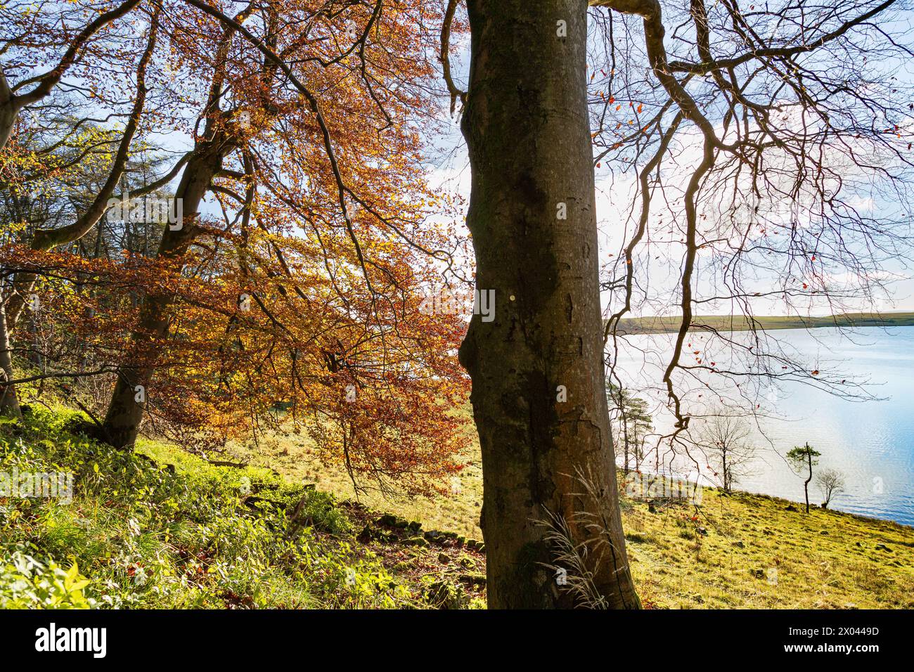 Beech trees near Malham Tarn, Yorkshire Dales, England Stock Photo - Alamy