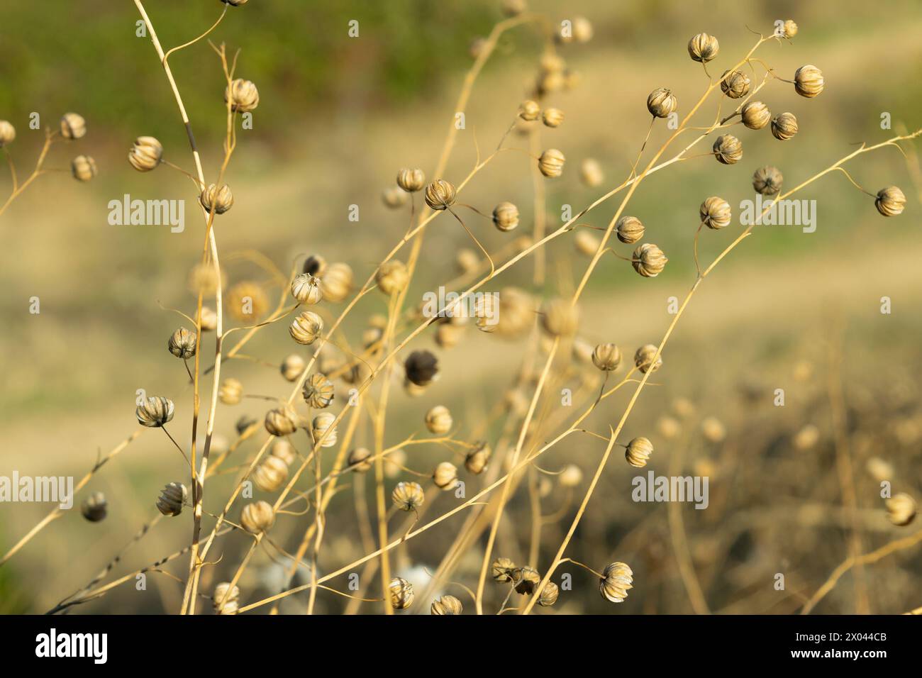 Dry flax in the field, close-up. Harvesting. Agriculture. Plant ...
