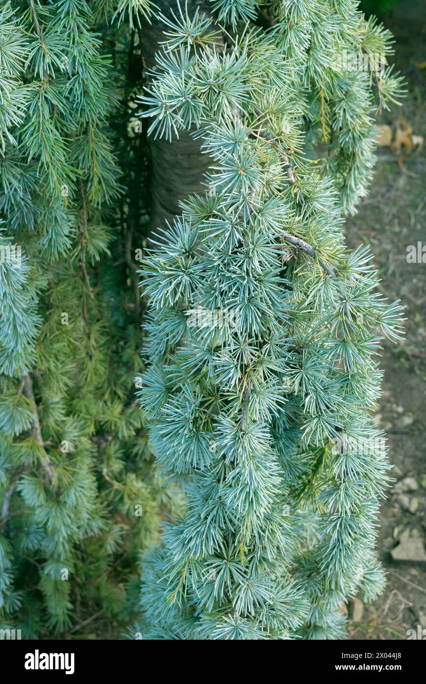 Cedrus atlantica, the Atlas cedar. Trees in the garden, in the park, in ...