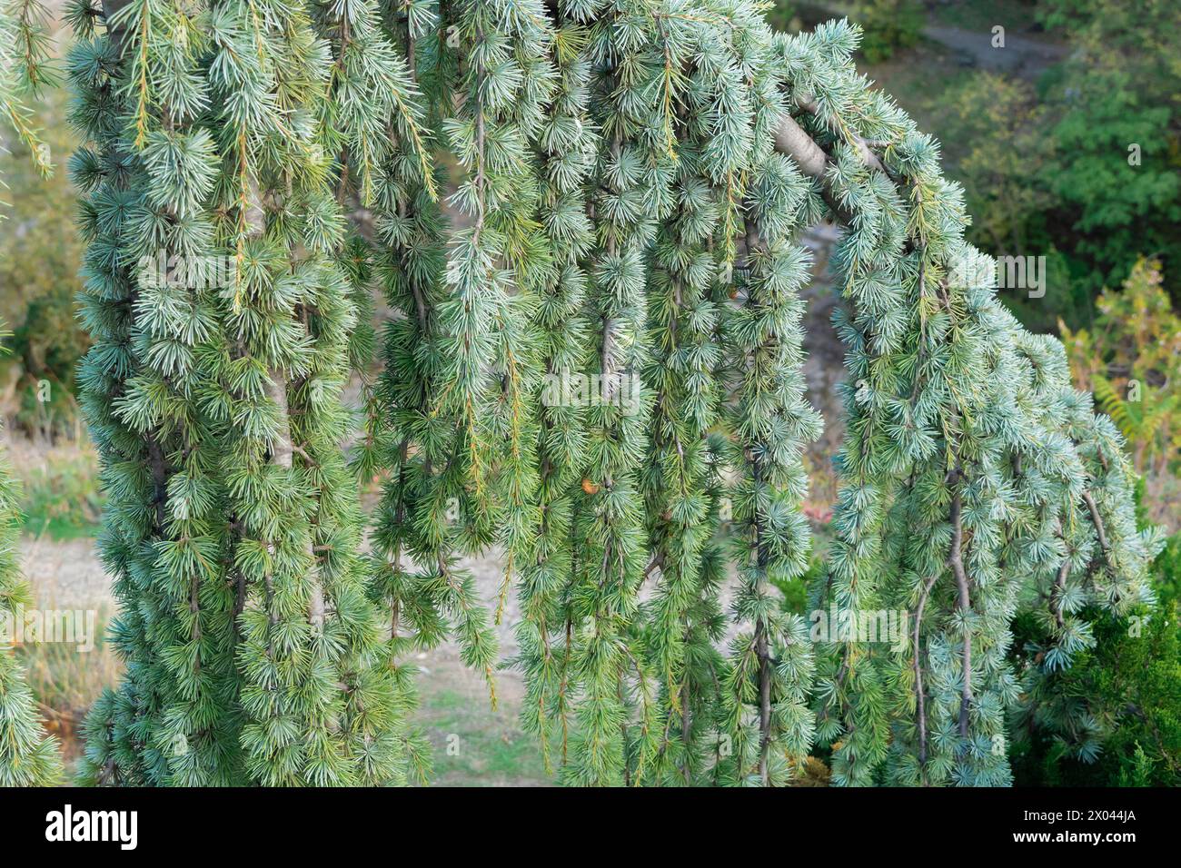 Cedrus atlantica, the Atlas cedar. Trees in the garden, in the park, in ...