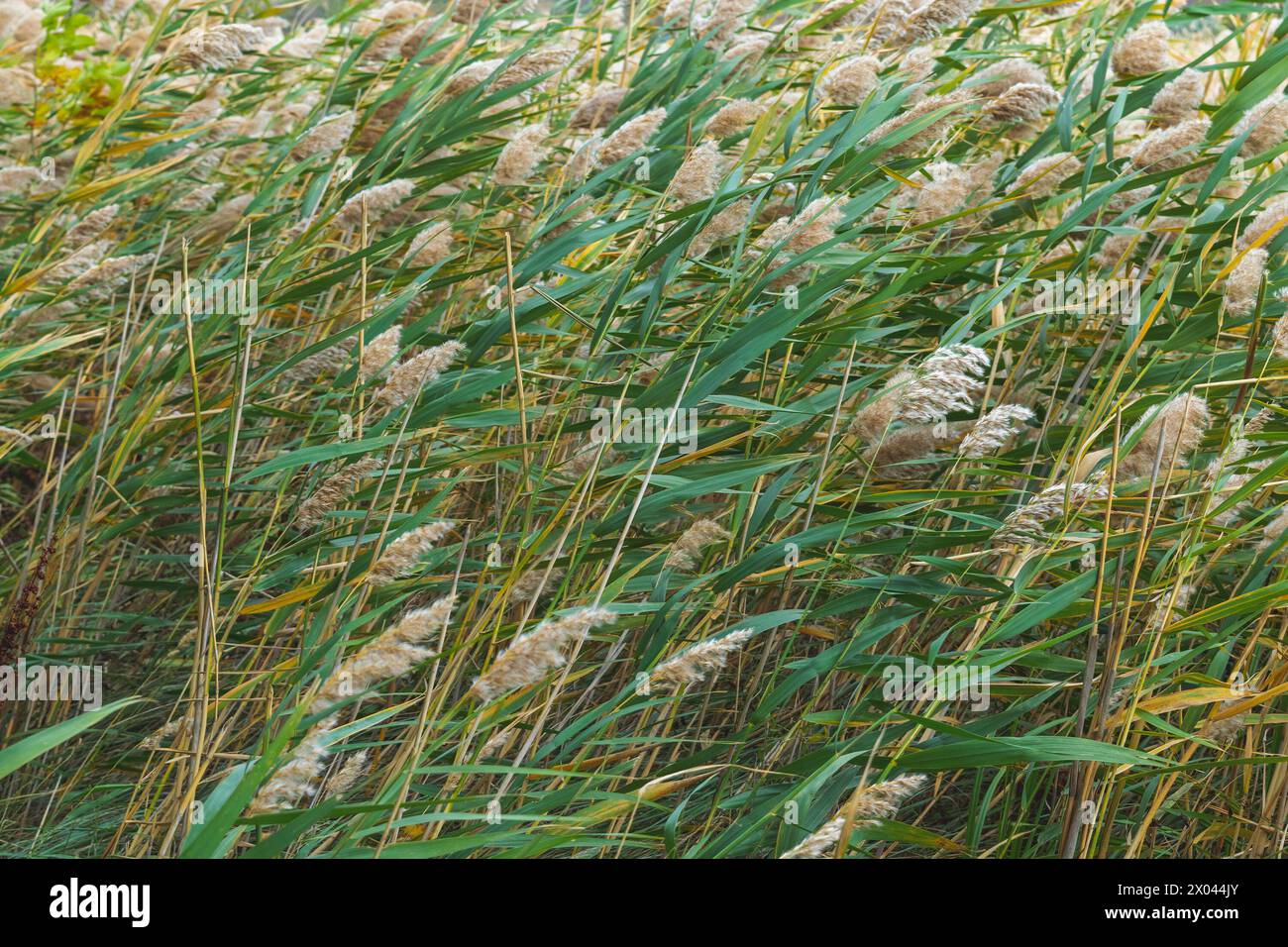 Reed in the wind. Phragmites australis, the common reed. Nature Stock ...