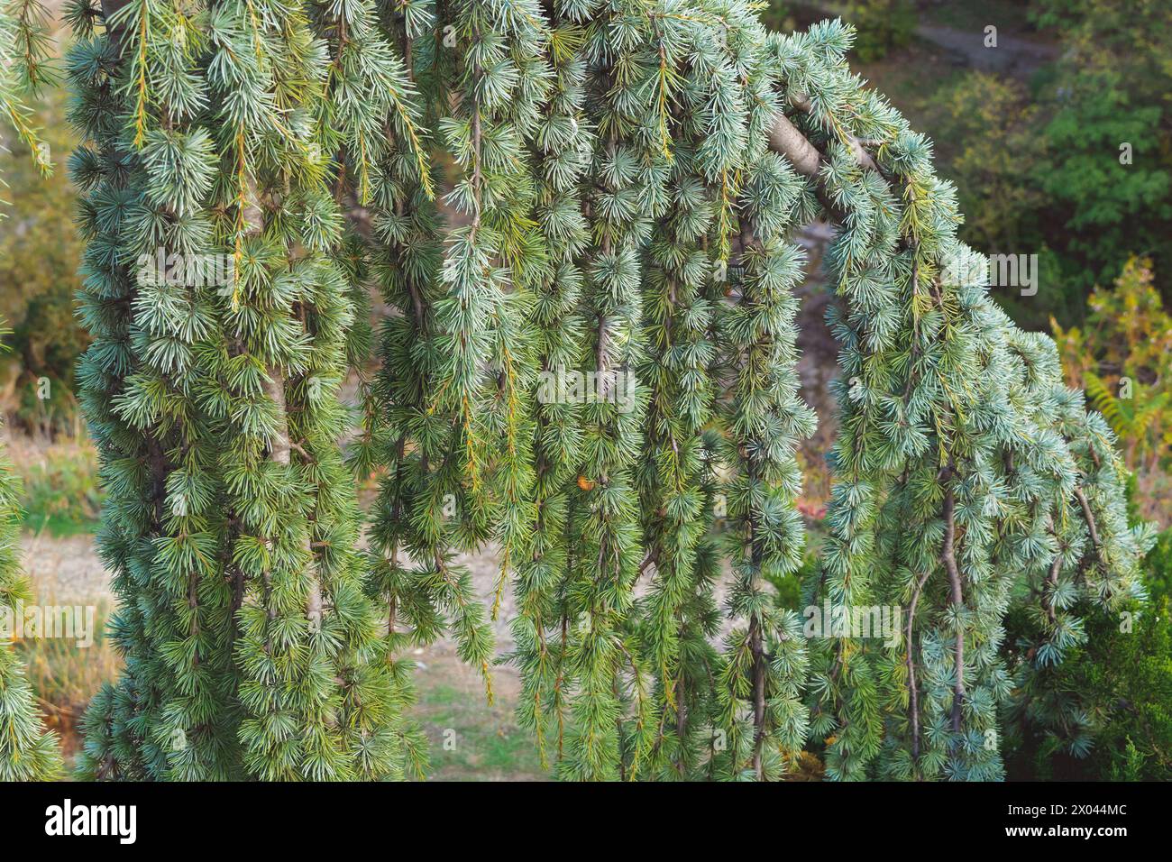 Cedrus atlantica, the Atlas cedar. Trees in the garden, in the park, in ...