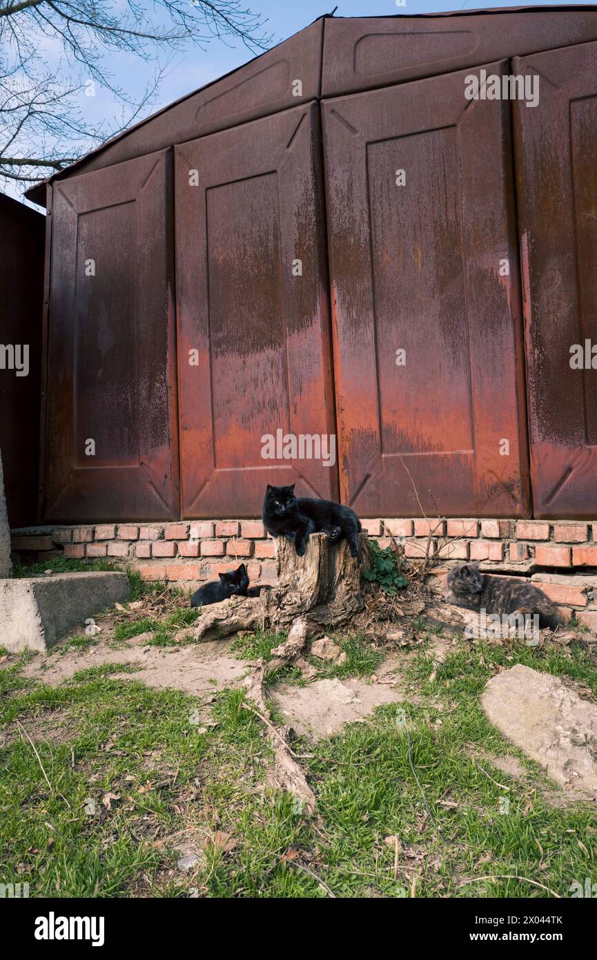 A cat in front of garages in a city housing estate. Tiraspol, a city in ...