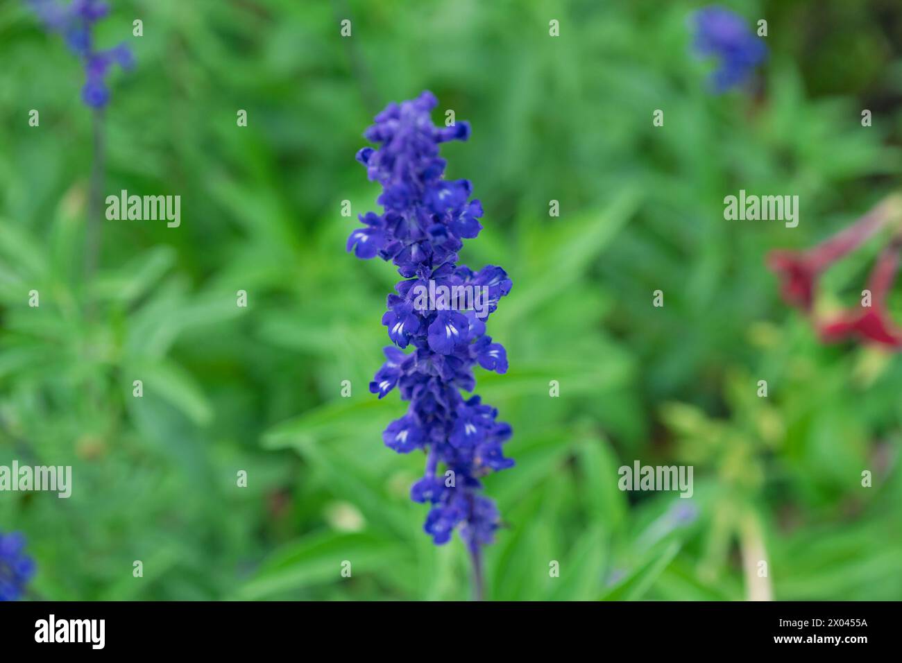 Blue Salvia farinacea flower in a field, close-up. the mealycup sage ...