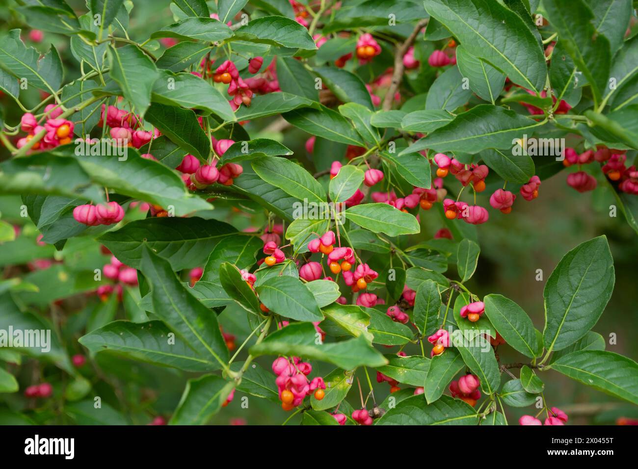 Pink berries of Euonymus europaeus. the spindle, European spindle ...