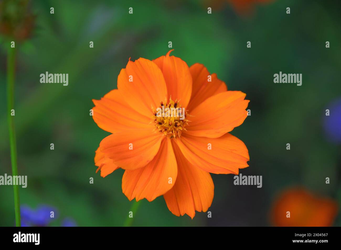 Orange Cosmos sulphureus flower in the garden, close-up. sulfur cosmos ...