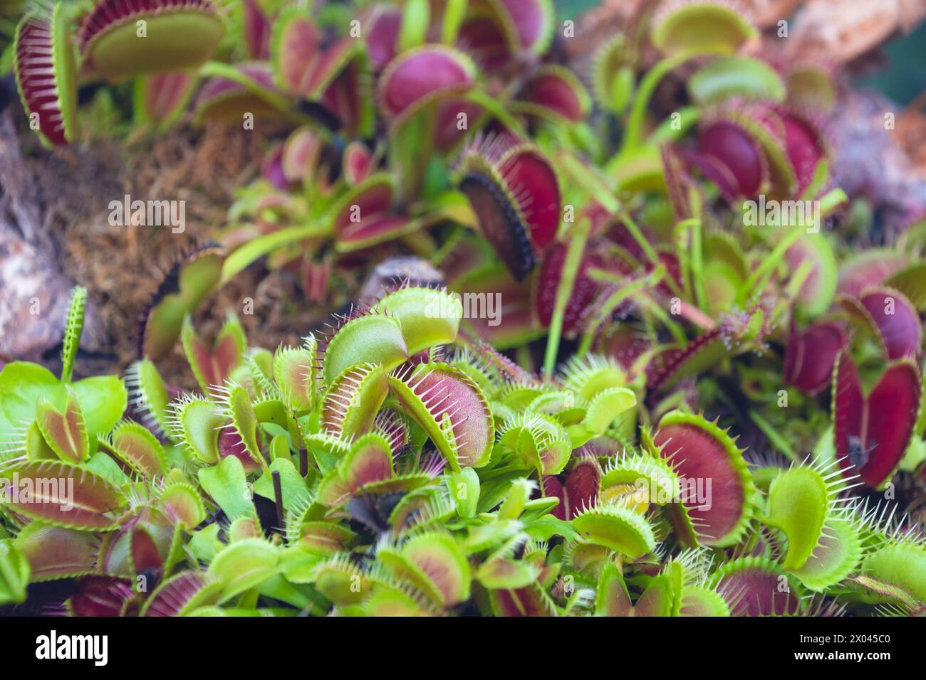 The Venus flytrap, Dionaea muscipula, close-up. Carnivorous plant. Botanical Garden Stock Photo ...