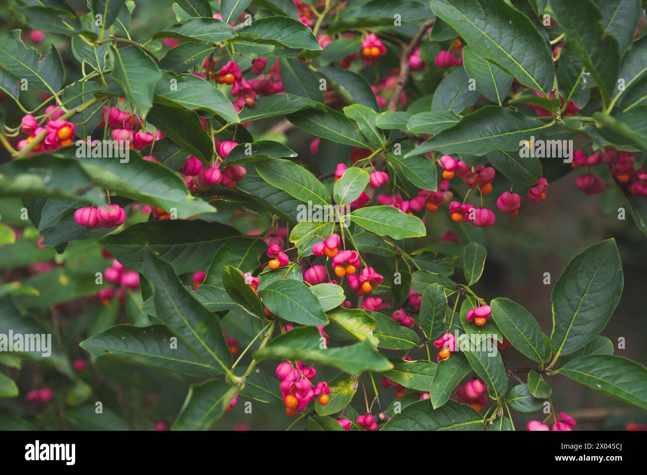 Pink berries of Euonymus europaeus. the spindle, European spindle ...