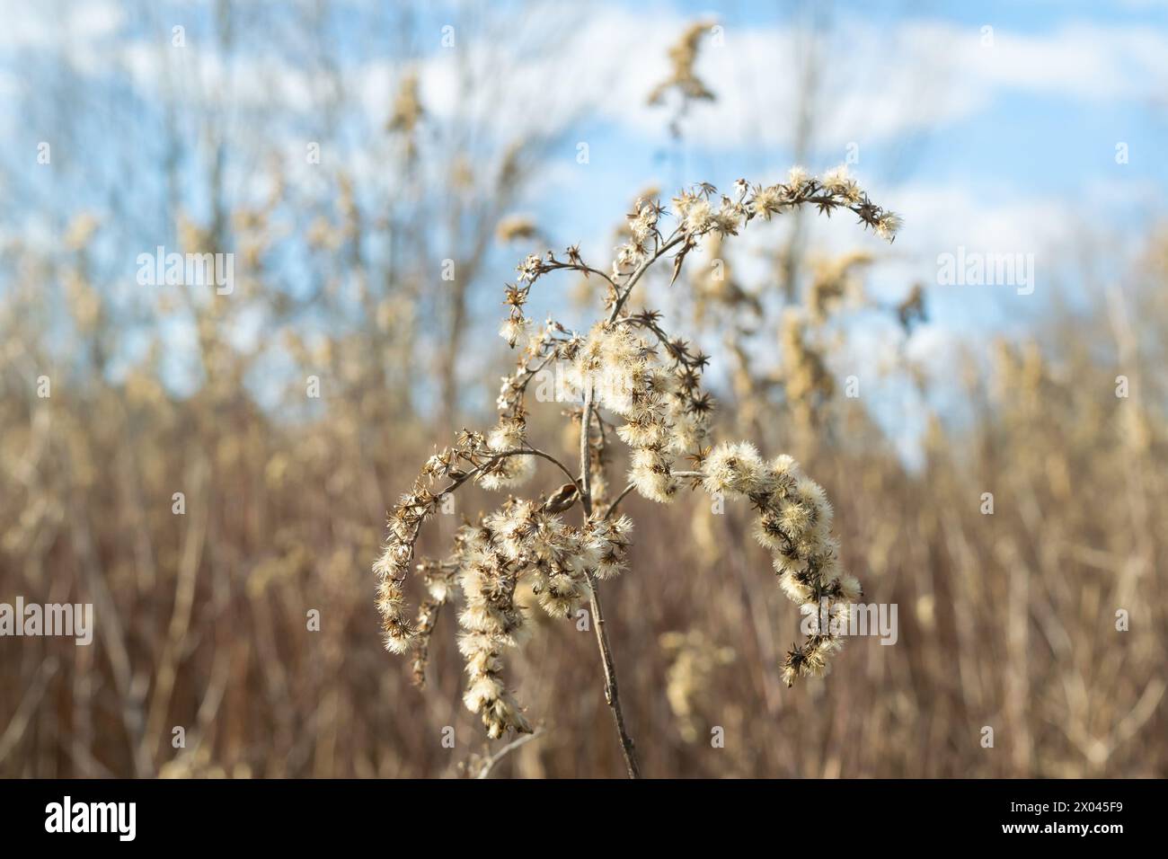 Dried flowers, close-up. Solidago canadensis, known as Canada goldenrod ...