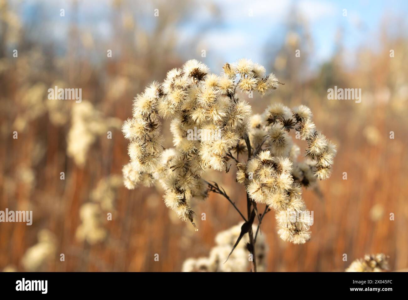 Dried flowers, close-up. Solidago canadensis, known as Canada goldenrod ...