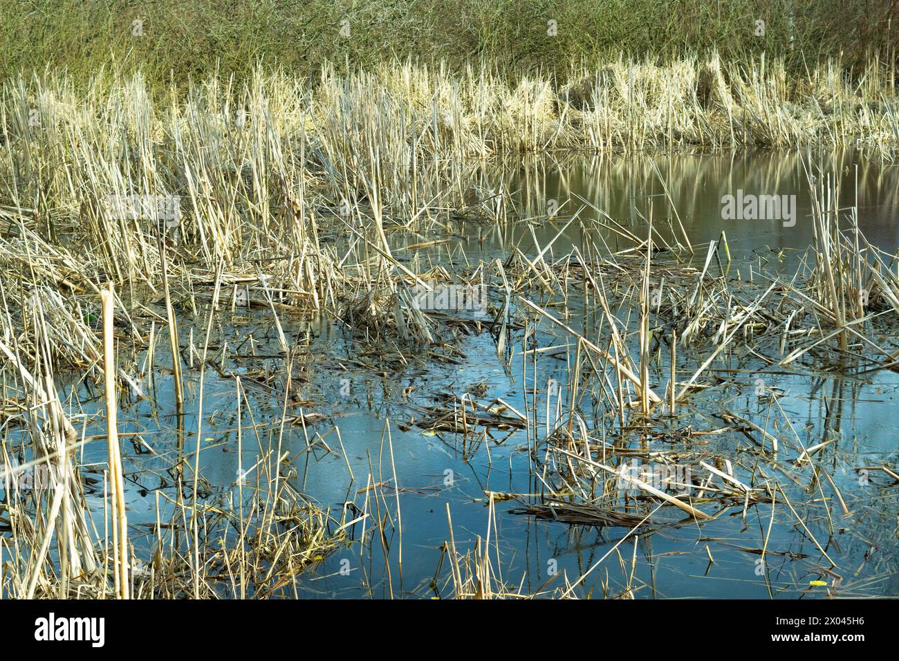 Thin ice on a swamp. Thickets of reeds and cattails. Winter in nature ...
