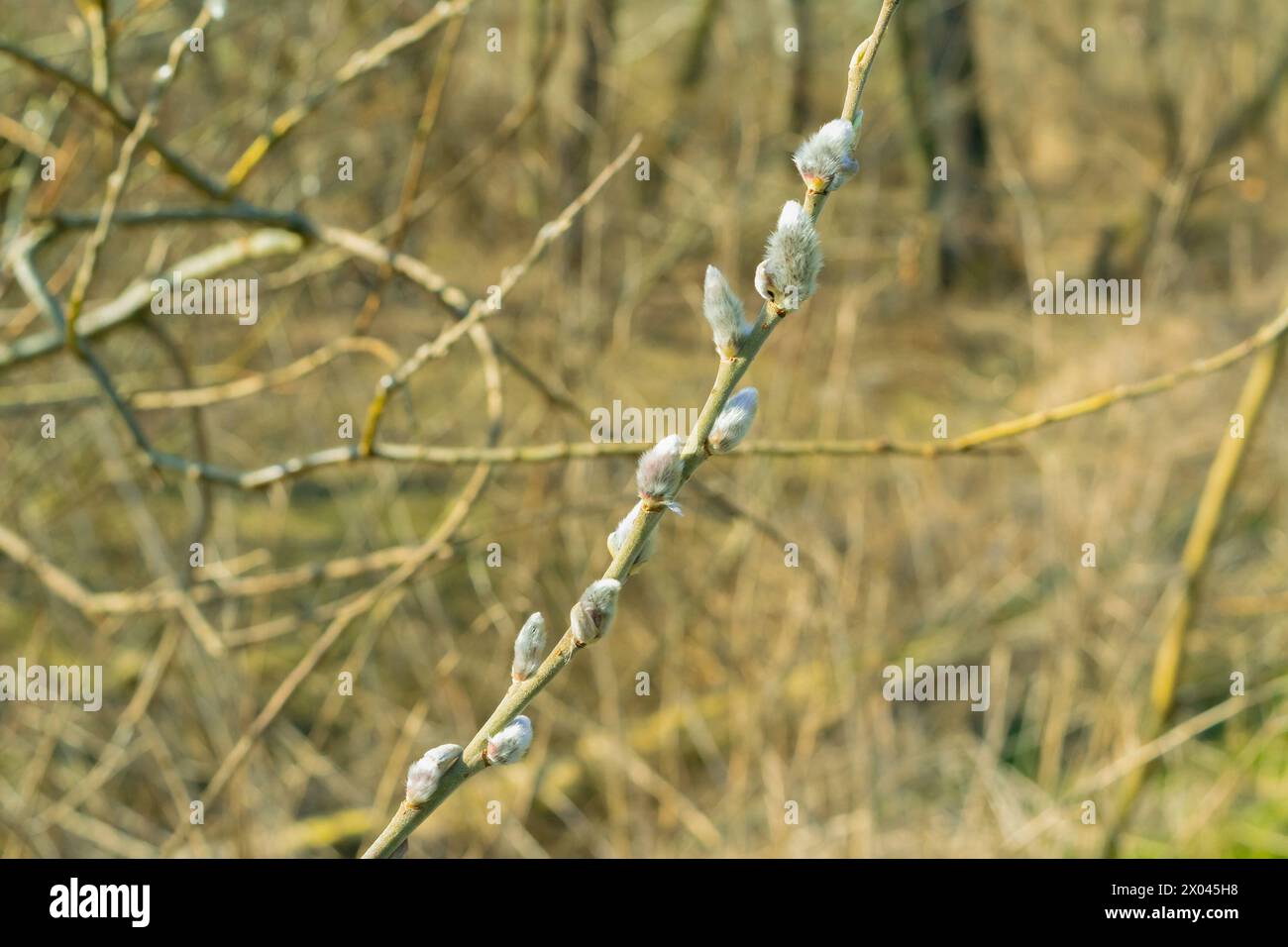 Blooming willow spring twigs hi-res stock photography and images - Alamy