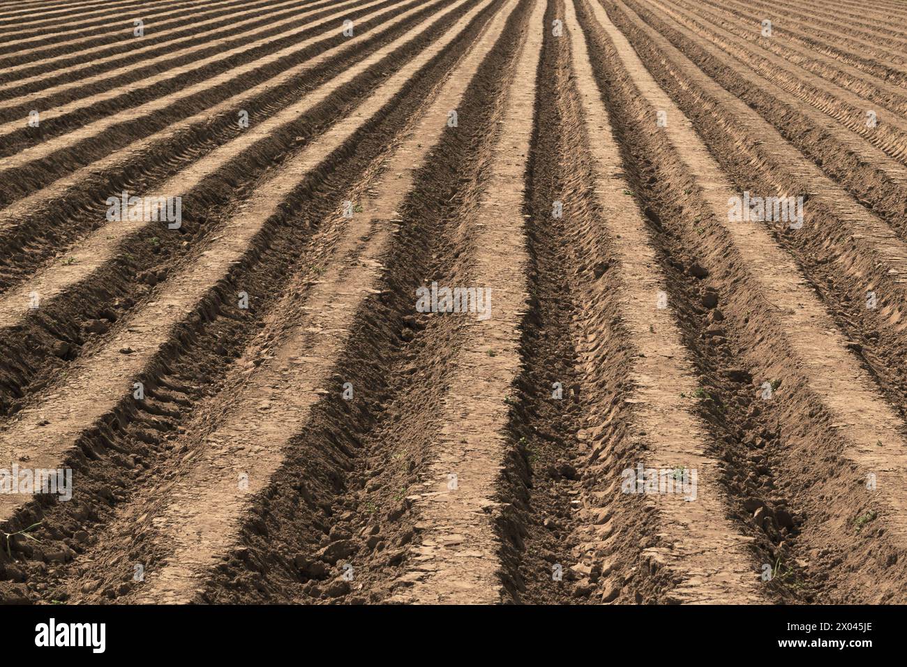 Earthen furrows in the field. Plowed field. Agriculture. Preparing the ...