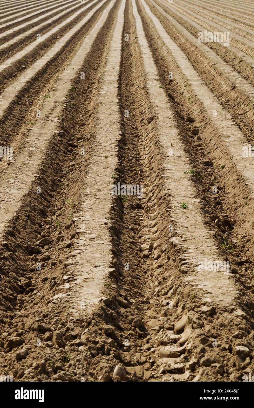 Earthen furrows in the field. Plowed field. Agriculture. Preparing the ...