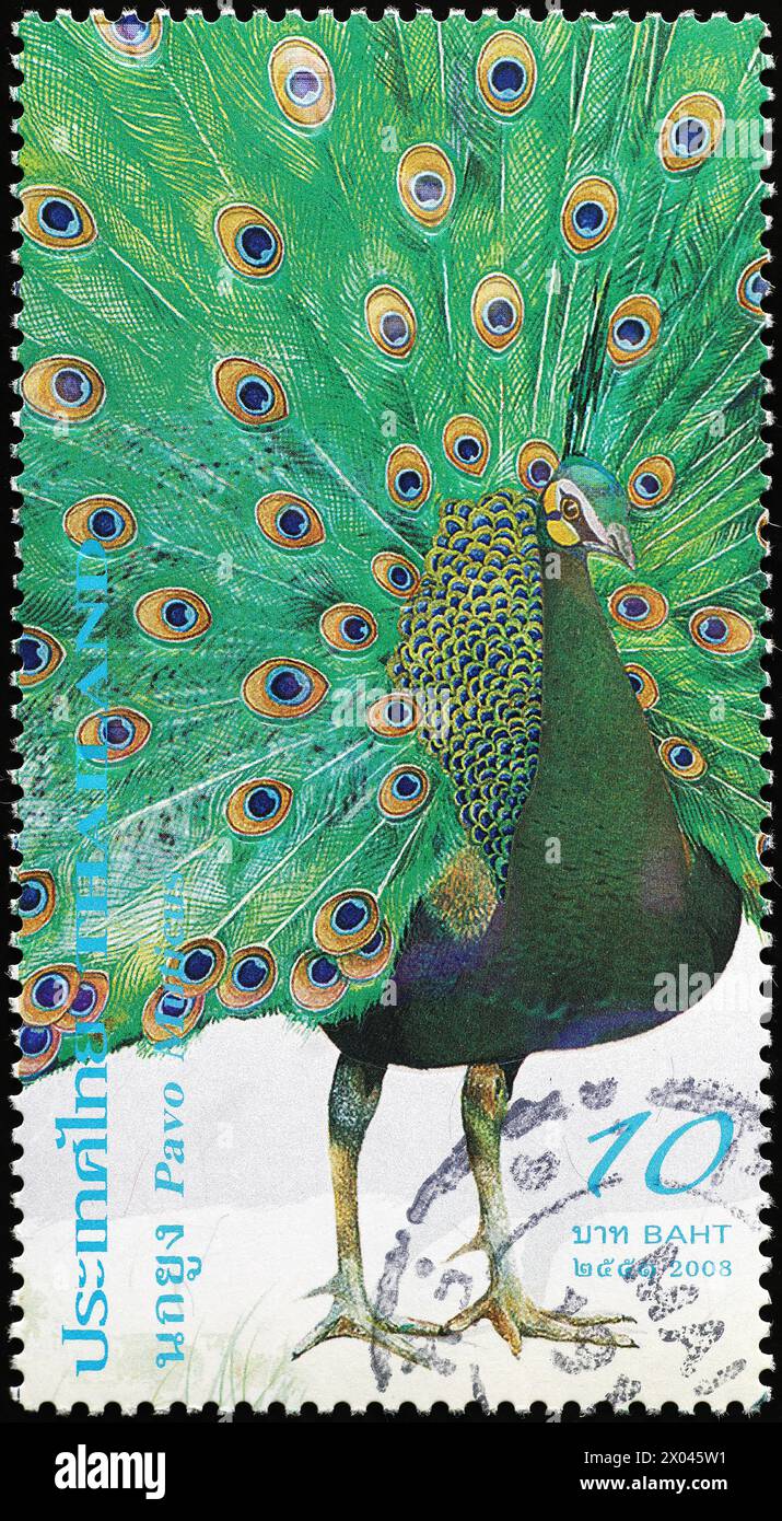 Beautiful peacock in display on thai postage stamp Stock Photo - Alamy