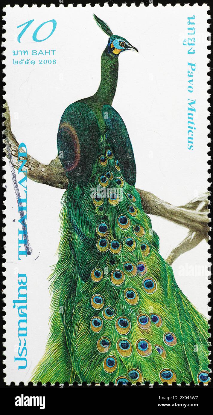 Beautiful peacock on thai postage stamp Stock Photo - Alamy