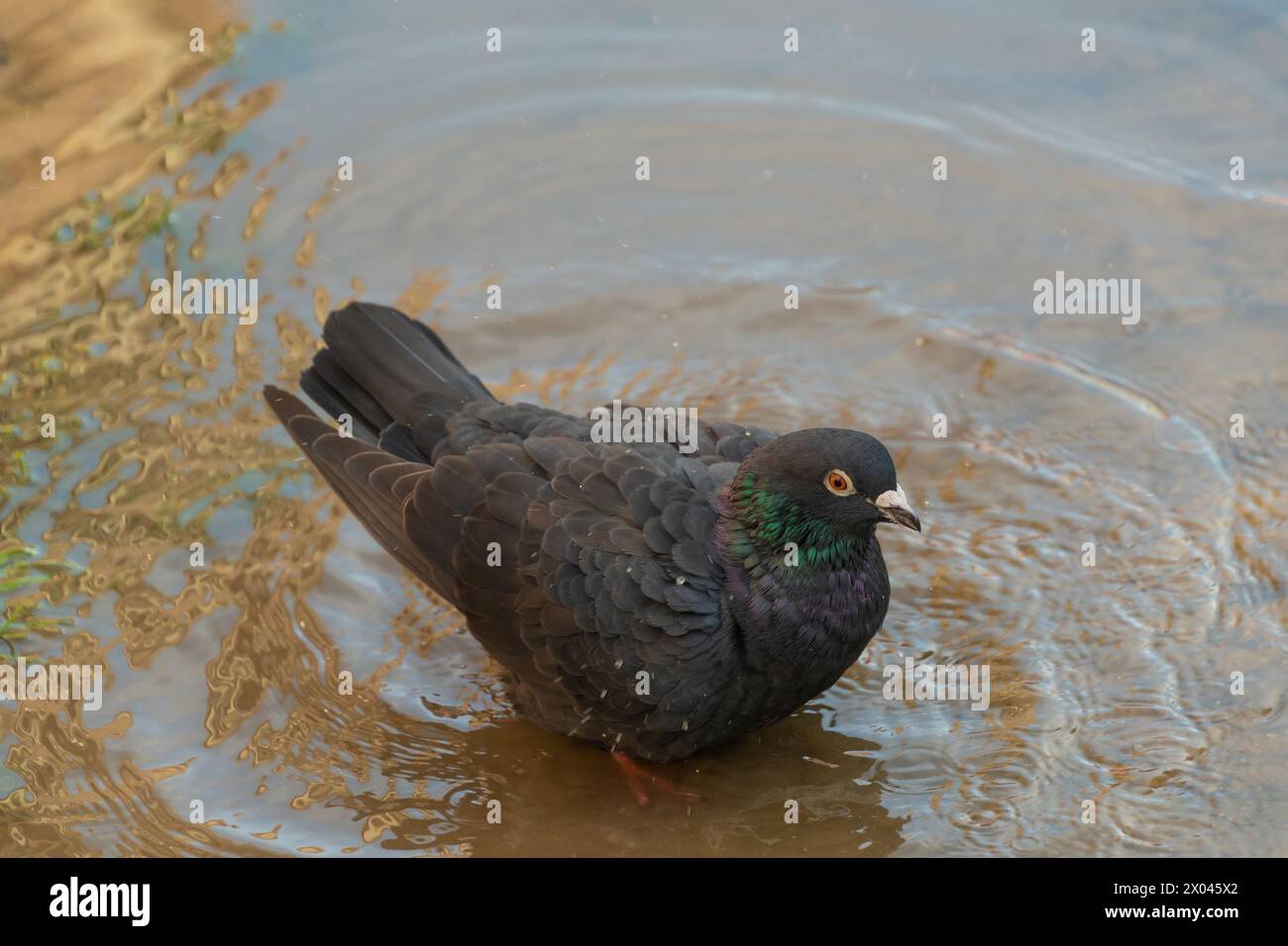 A pigeon bathes in a puddle. Birds in the city Stock Photo - Alamy
