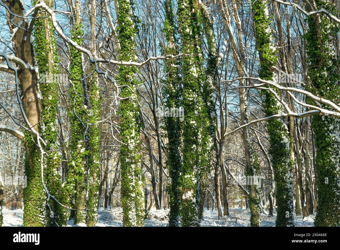 Snow on green ivy leaves. Tree trunks are entwined with ivy in a winter ...