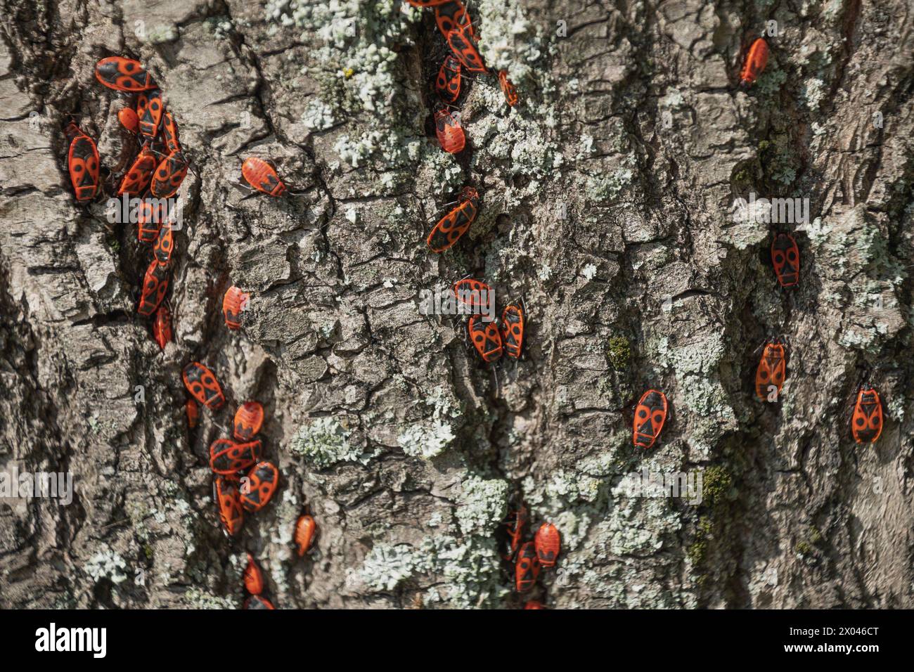 Bright coloured beetle hi-res stock photography and images - Alamy