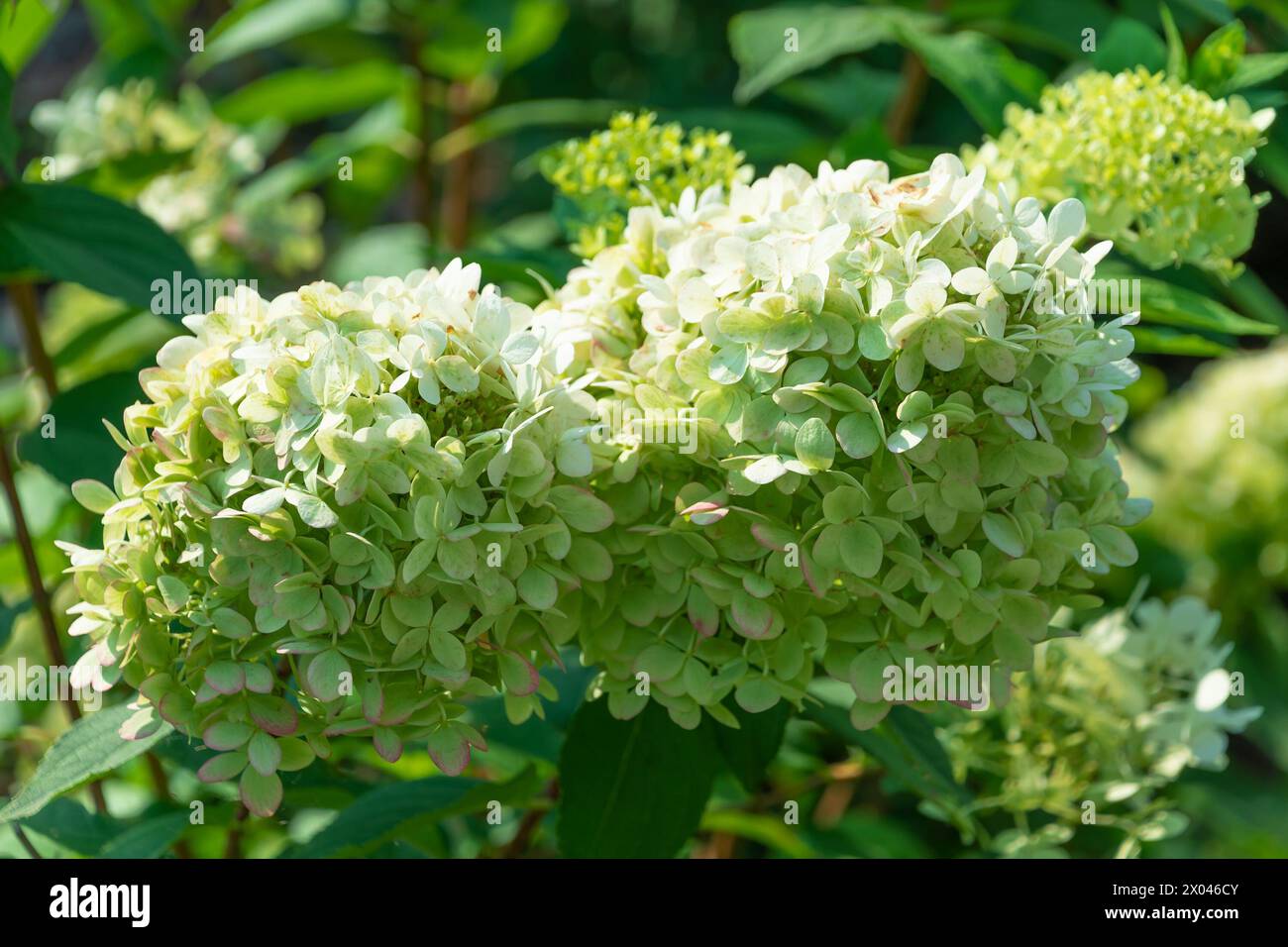 Hydrangea paniculata 'Grandiflora'. panicked hydrangea. Beautiful ...