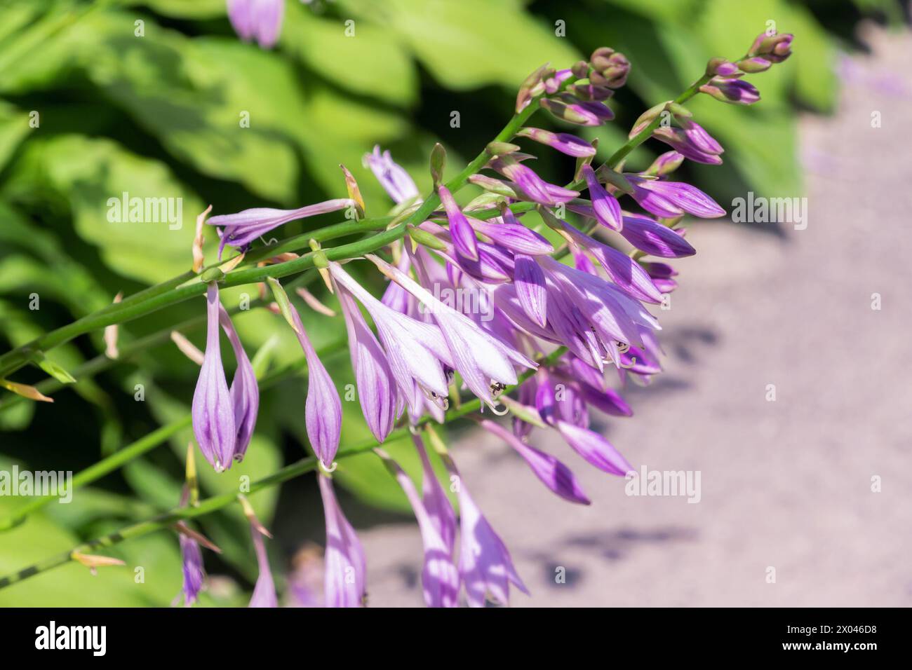 Purple hosta hi-res stock photography and images - Alamy